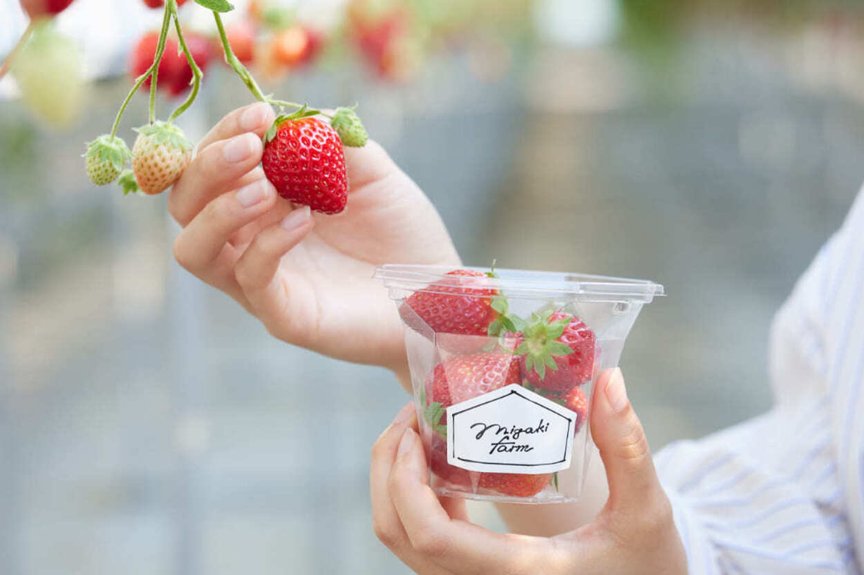 何度でもおかわり無限！チョコかけ放題【いちご狩り＆食べ放題】「500g超え！巨大パフェ」「SNS映え最強」仙台から40分でテンゴク♡鬼リピ確定 ...